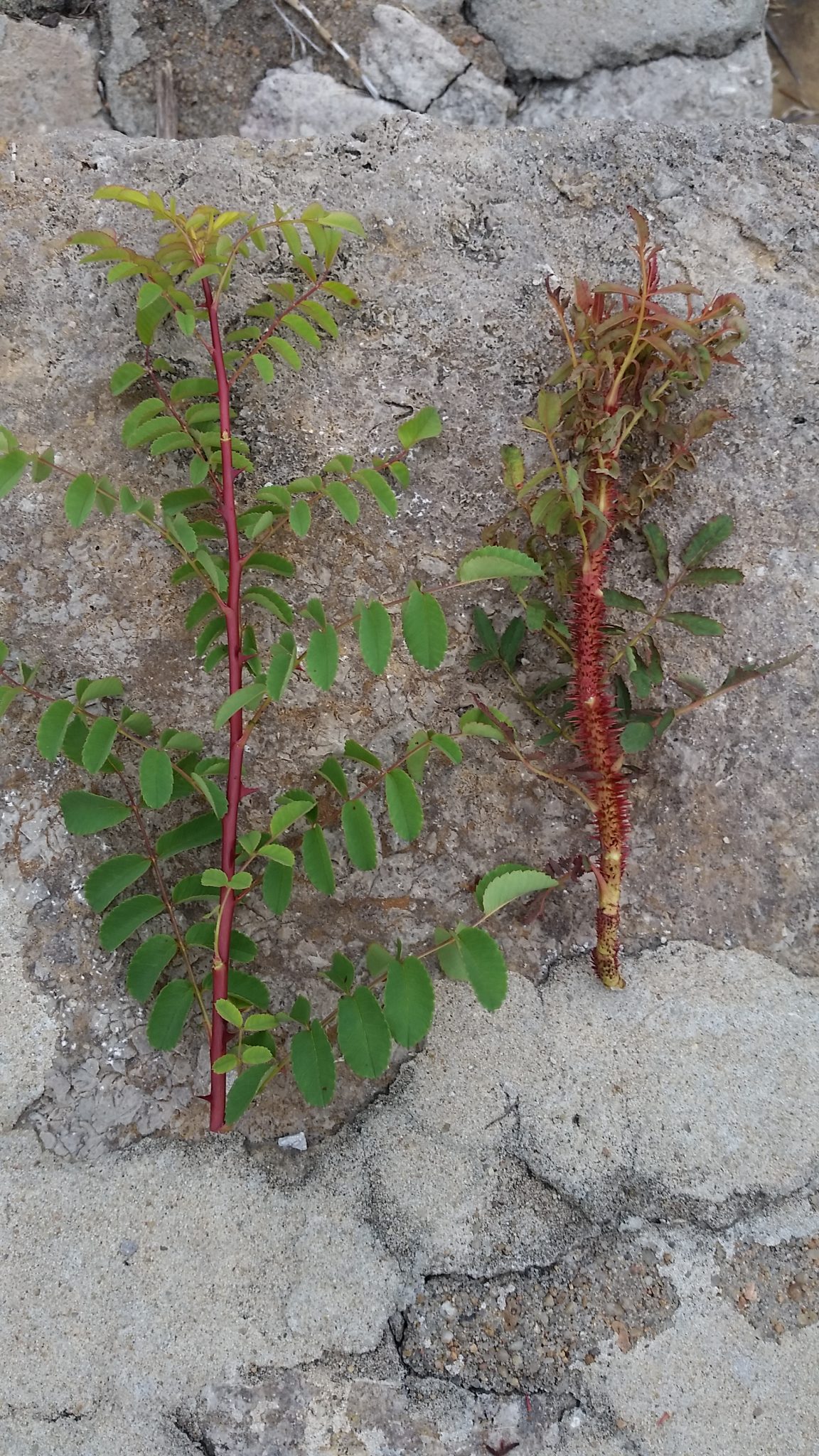 Symptoms of Rose Rosette Disease