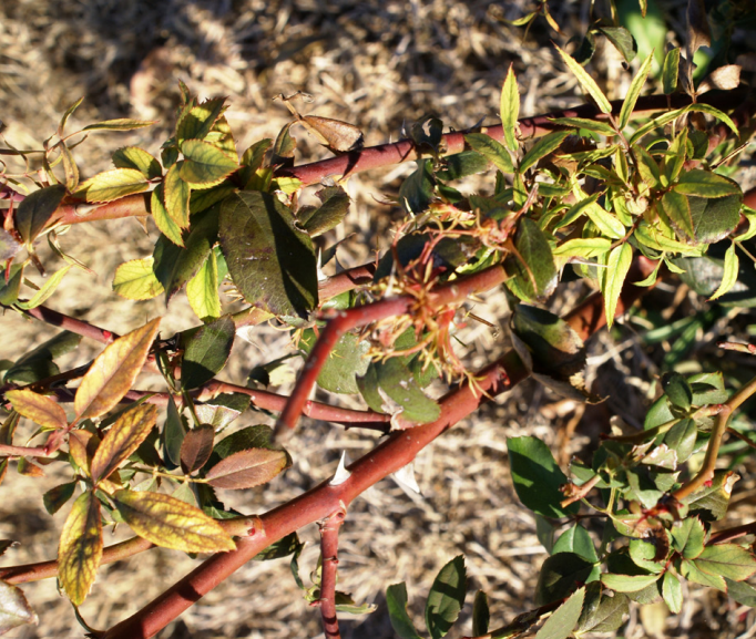 Symptoms of Rose Rosette Disease