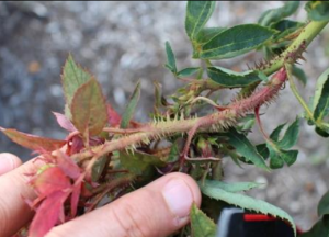 Symptoms of Rose Rosette Disease